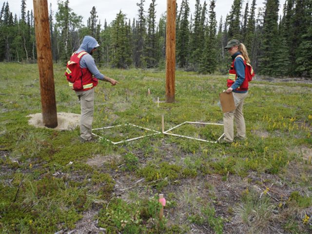 Collaboration the Key to Vegetation Management Under Power Lines